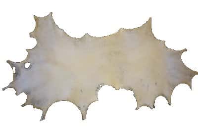 Cow Rawhide - Buy Online - Montana Leather Company