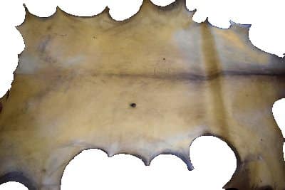 Shop Rawhide Leather | Raw Leather Hides